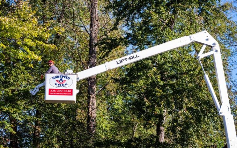 7 Signs It’s Time To Prune Your Trees: Advice For Winston-Salem ...