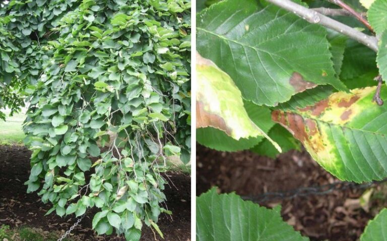 Winston-Salem's Tree Troubles: A Guide To The 4 Most Common Fatal Tree ...