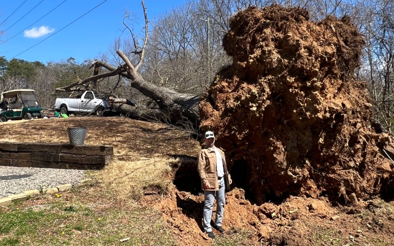 Why Mature Trees In Winston-Salem’s Historic Neighborhoods Need ...