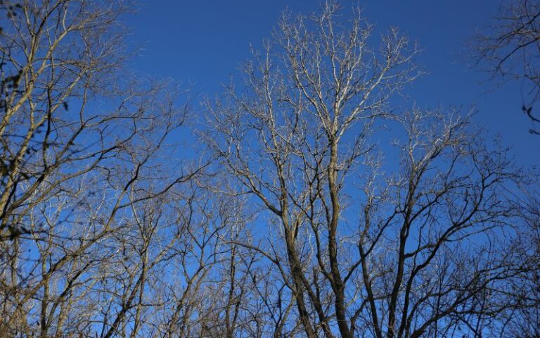 Advantages Of Winter Tree Pruning In Forsyth County And Winston-Salem ...