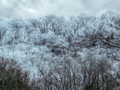 Why Use A Remote Control Crane For Tree Work? - Godspeed Tree Service ...