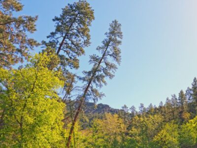 Why Use A Remote Control Crane For Tree Work? - Godspeed Tree Service ...